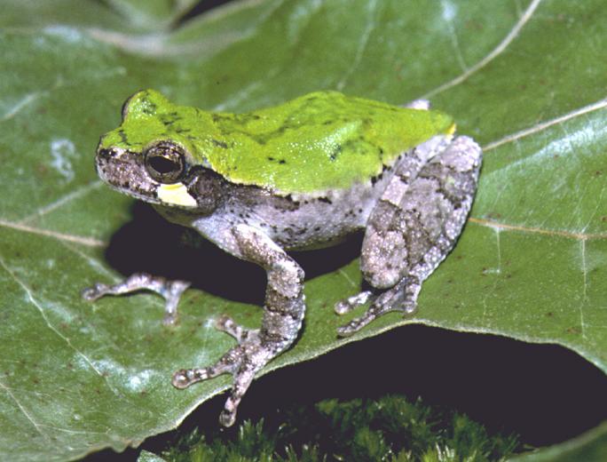 World Bird Sanctuary: Tree Frogs