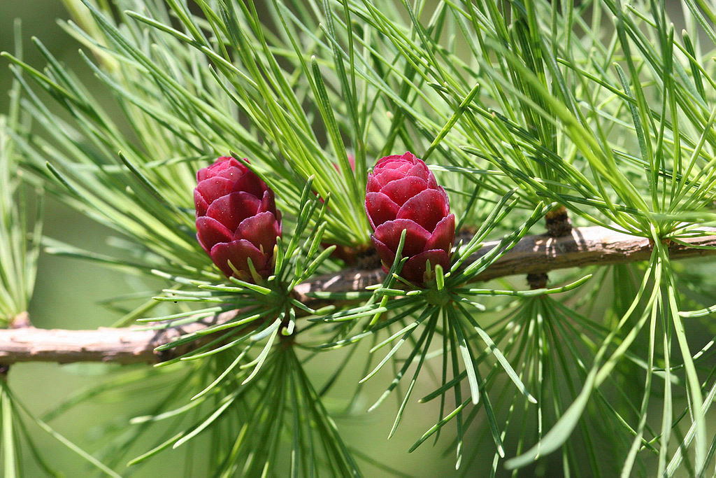 Stories from the Wigwam: Medicinal Monday - Tale of the Tamarack Tree