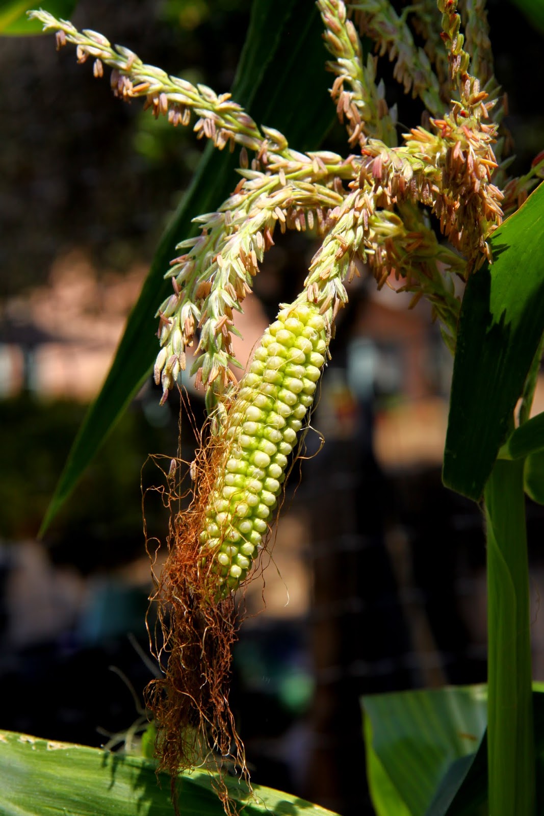 From Seed To Table: Crazy Corn