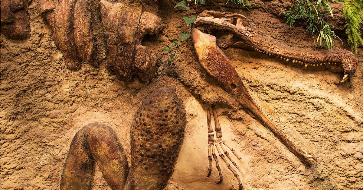 Types of Fossils ! Biological Sciencess