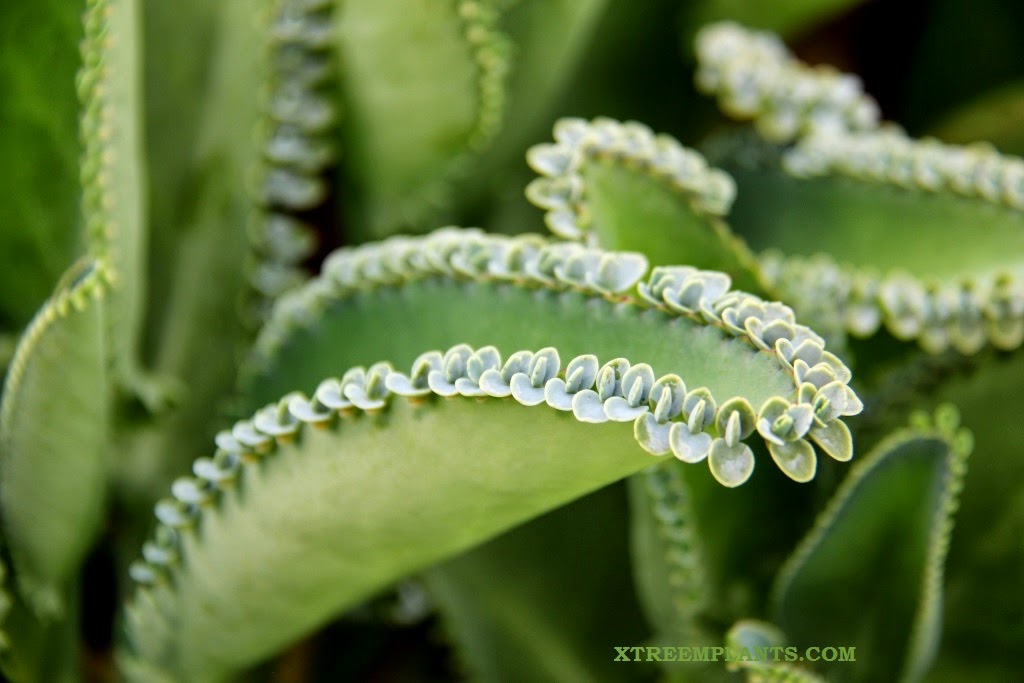 Pembiakan Vegetatif Dalam Tumbuhan Berbunga
