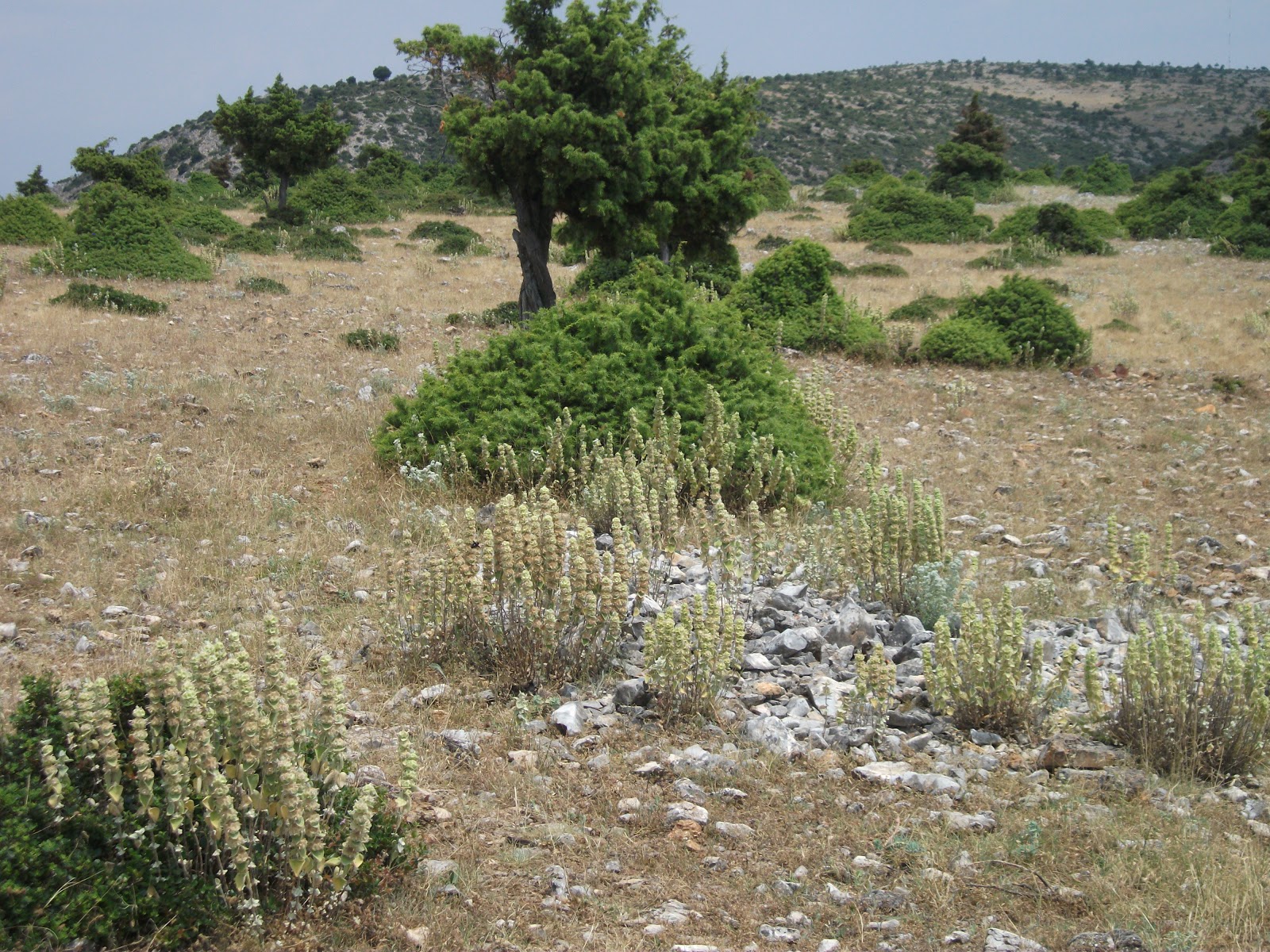 ακρη ελασσονας: κρανεα ελασσονας 2 φωτογραφιες