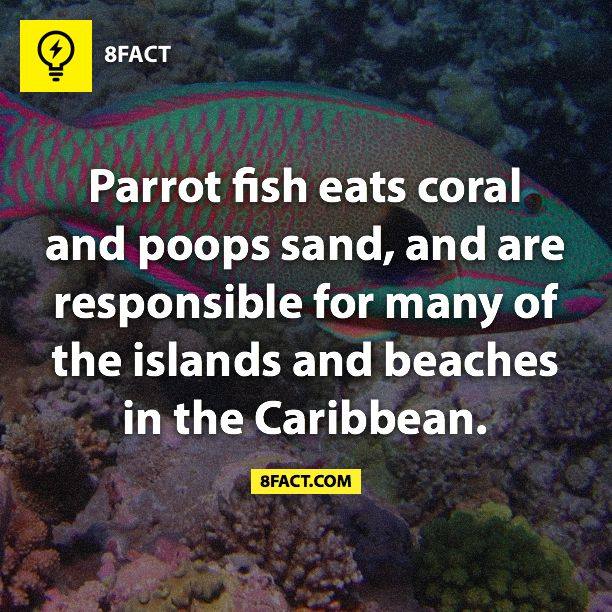 Parrot fish eats coral and poops sand , and are responsible and beaches ...