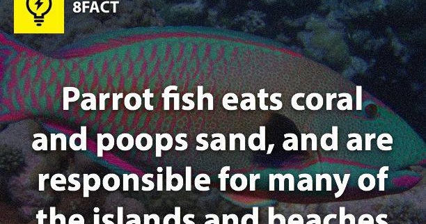 Parrot fish eats coral and poops sand , and are responsible and beaches ...