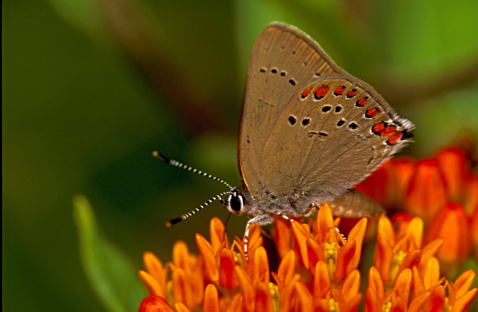 Kentucky Native Plant and Wildlife: Plant Now to Save the Monarch Butterfly