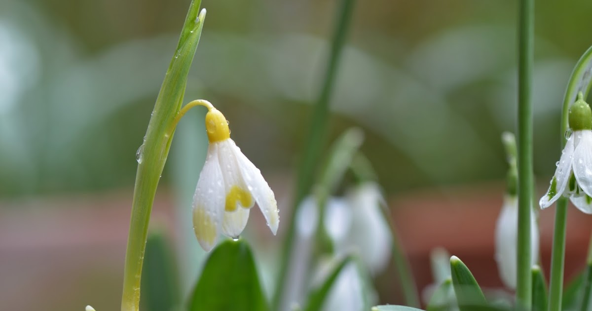 Galanthus : Yellow Snowdrops in the Rain