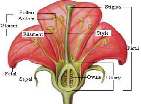 Tumbuhan Angiospermae Dan Cara Berkembang Biaknya - Portal Edukasi