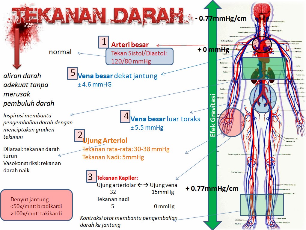 Pengertian Tekanan darah , Denyut Nadi , dan Detak jantung normal ...