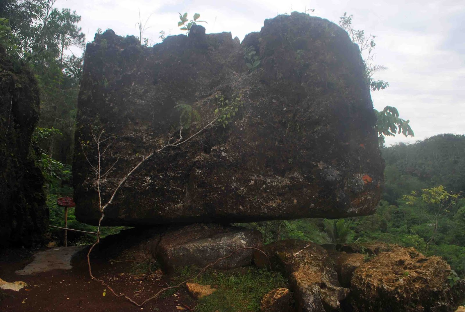 Eksotisme Hutan Pinus Kalilo Kaligesing