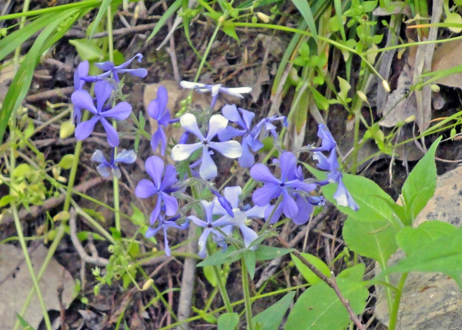 Mustang Dreams....: Tripp says "Apparently iNuNciation is important ...