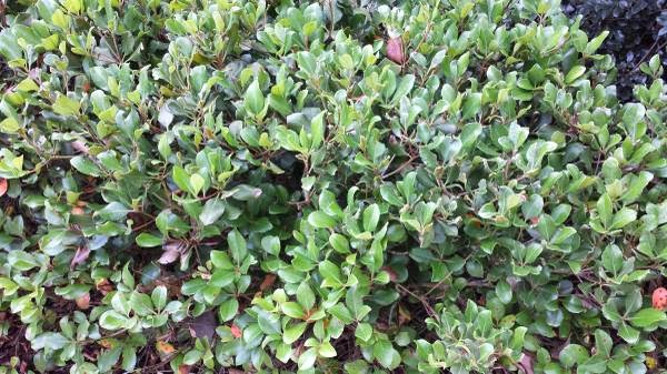Japanese Hawthorn.....? | Bonsai Nut