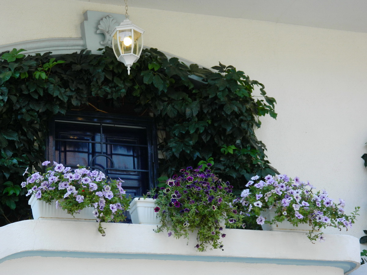 LA MULTI ANI, ROMANIA!: Flori la balcoane