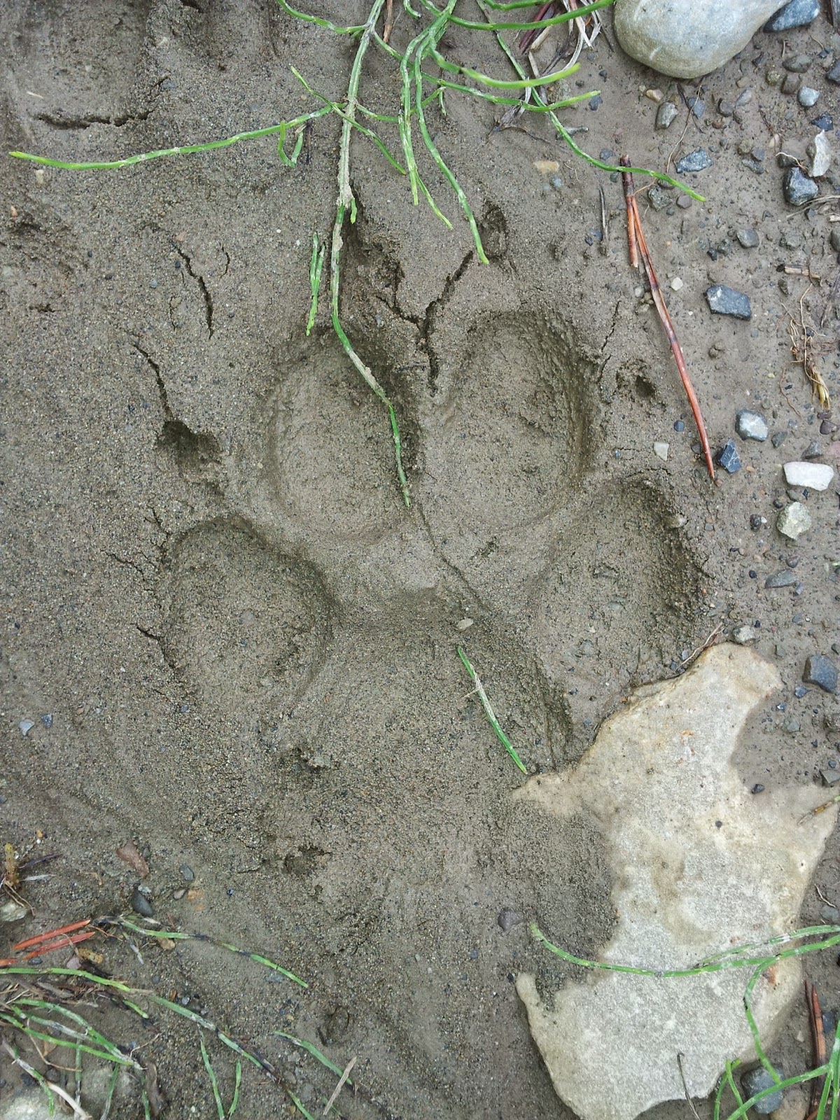 Timber Wolf Paw Print