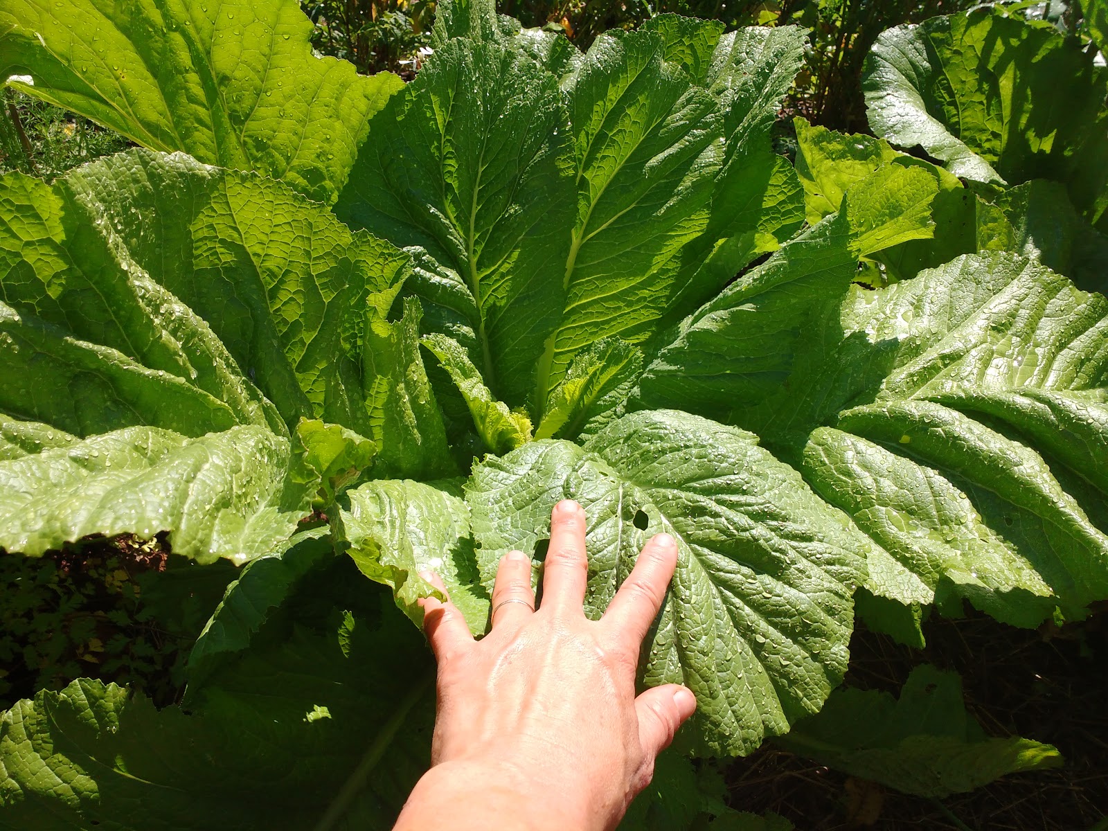 come-se: Folhas de mostarda já não tão macias, mas orgânicas, enormes ...