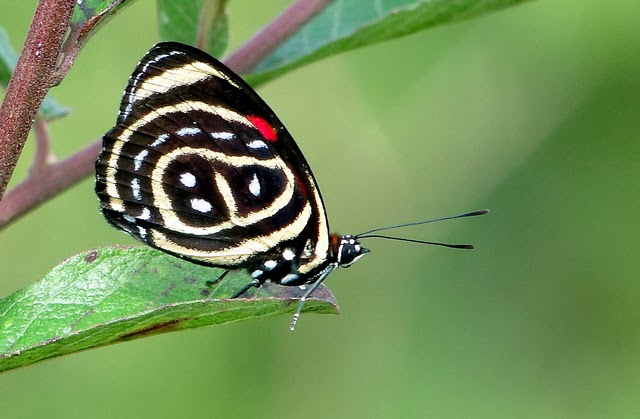Borboletas e Mariposas: Callicore astarte selima (Guenée, 1872)
