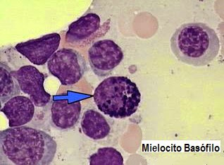 Hematologia: Serie Leucocitaria, Basófilos