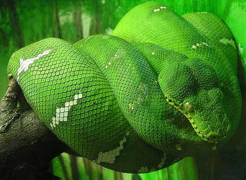 Lifestyle Cafe: Top 10 Most Colorful Amazing Snakes of The World