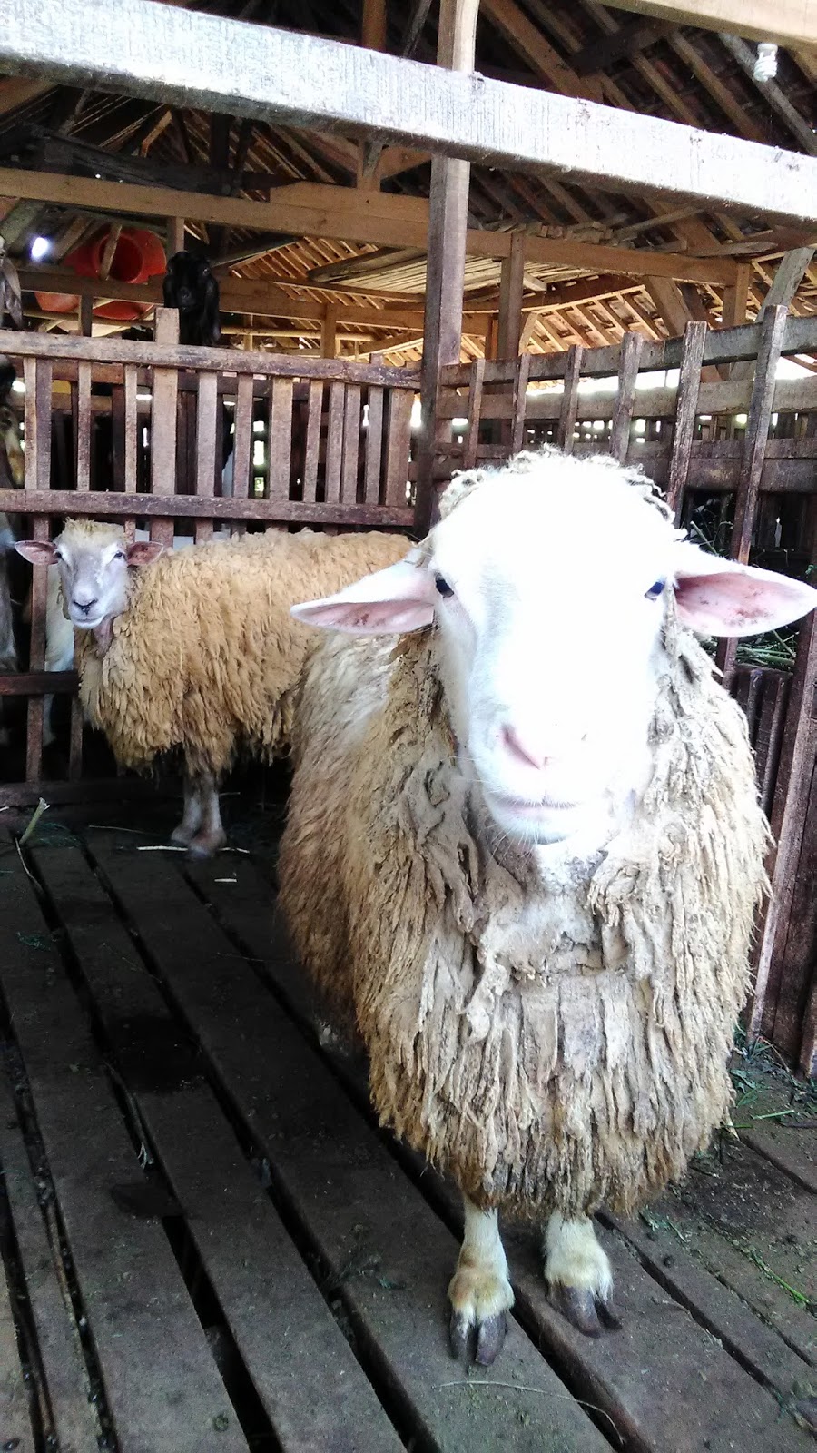KOLEKSI PEJANTAN DOMBA MERINO SUPER HANYA 5 JUTA'AN