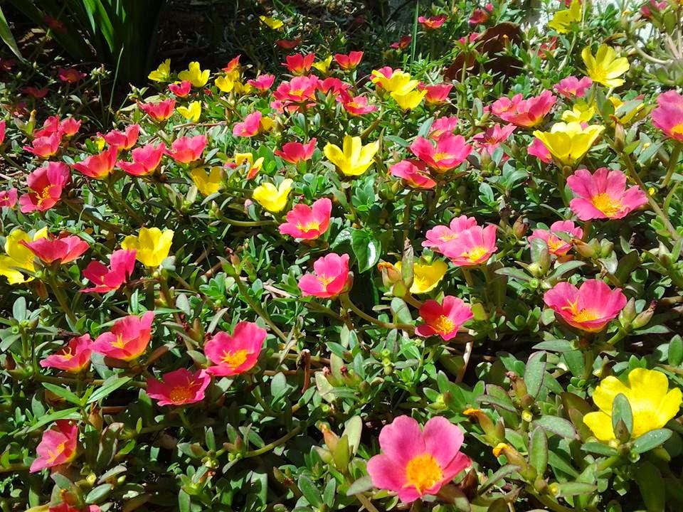 the story of: BUNGA JAM 9 (SEMBILAN)