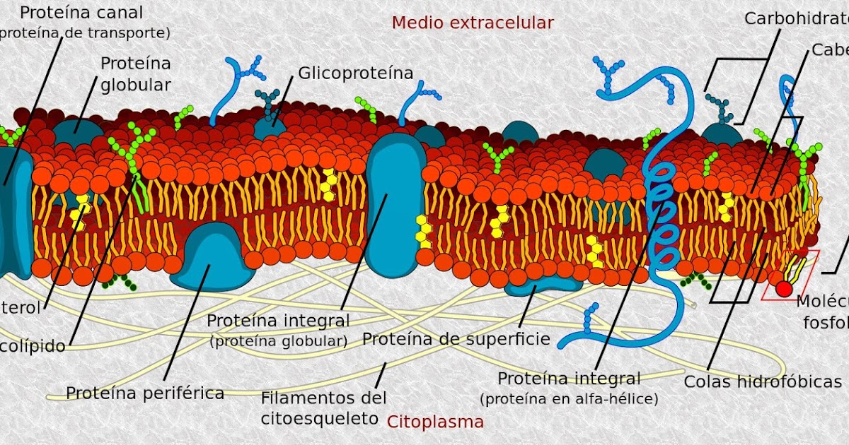 CÉLULA EN TUS MANOS: UNIDAD I MODELO DE MOSAICO FLUIDO