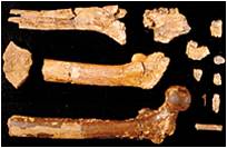ANTROPOLOGÍA Y ECOLOGÍA UPEL: Antropología Física - Orrorin tugenensis