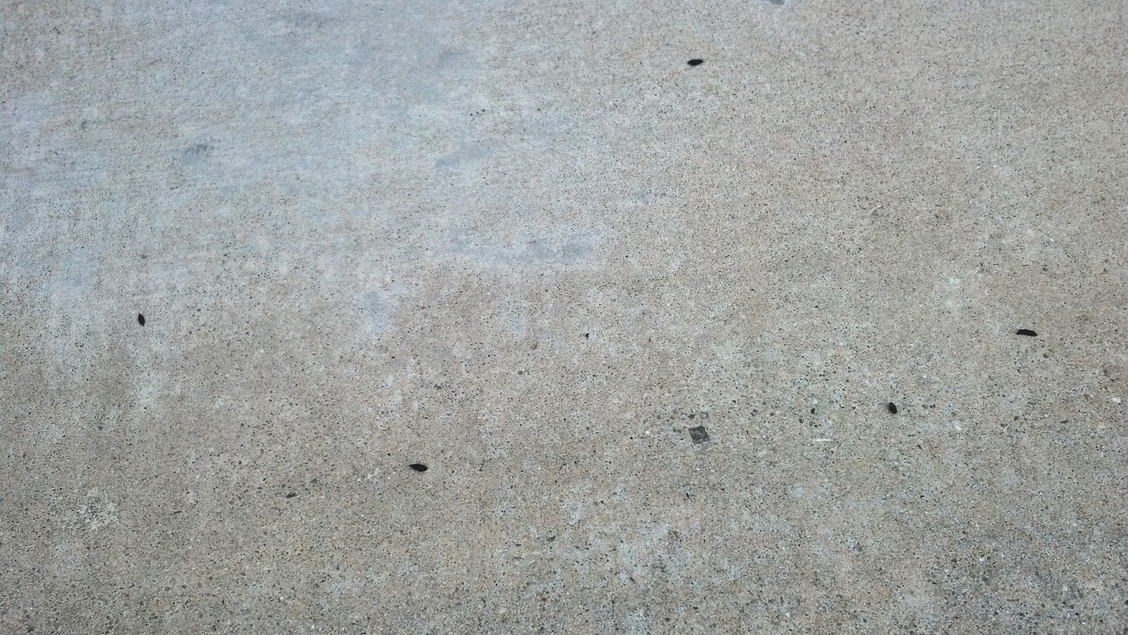 Bat removal in New Orleans: Bat Guano - "What does bat poop look like ...