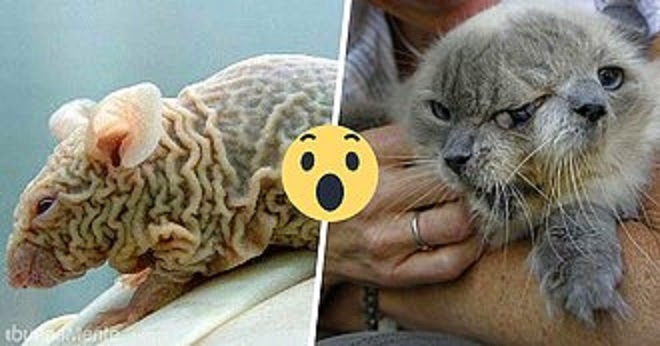 ¡Animales mutantes que parecen haber sido sacados de una película de ...