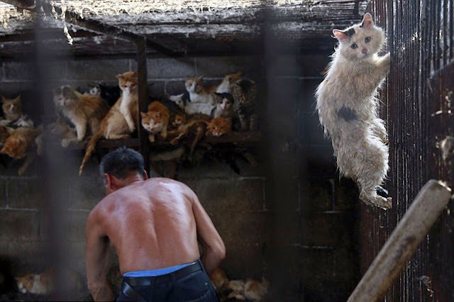 Huru La Gata Que Fue Salvada En El último Minuto Antes De Ser