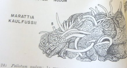 FAMILIA DE HELECHOS EN PUERTO RICO: MARATTIACEAE EUPODIUM=MARATTIA