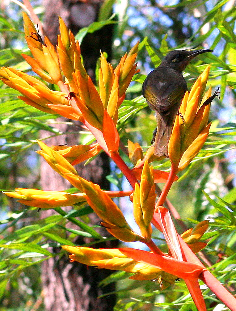 Bromeliads "My Collection": Aechmea, Billbergia,Guzmania, Honey Bird ...