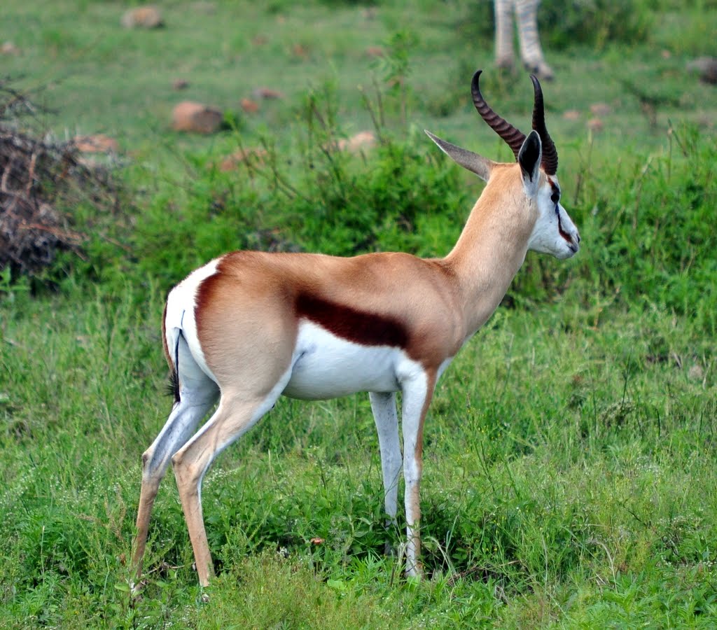 Humen creations & Nature Wallpapers