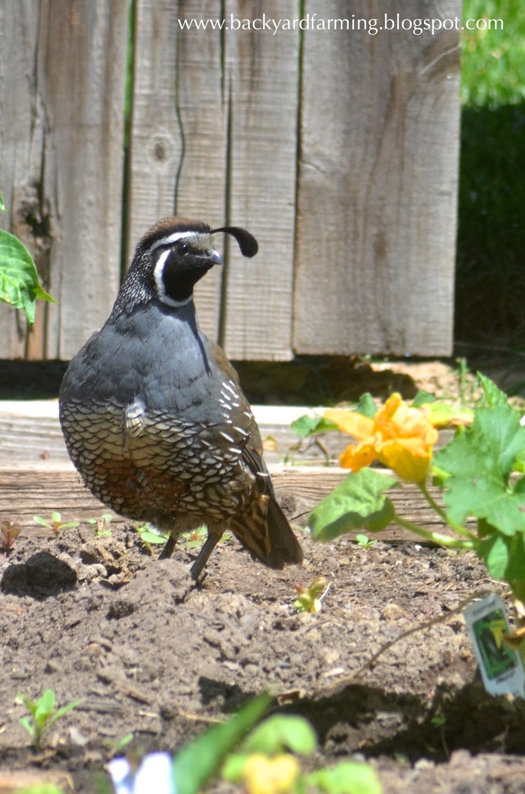 Backyard Farming: Quail detail