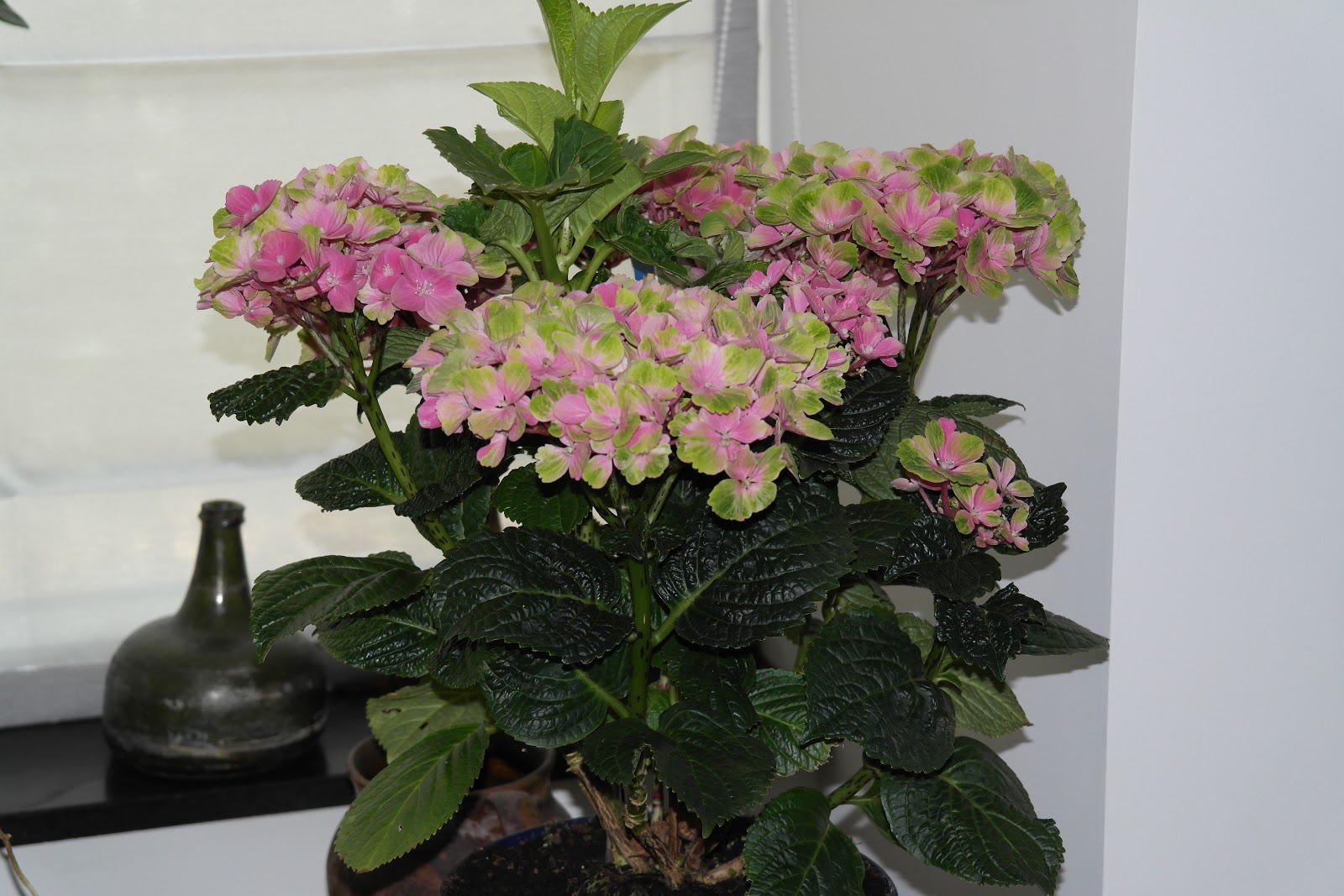 Hydrangea-Hortensia si bunga seribu/panca warna - Yunia Bali Exclusive