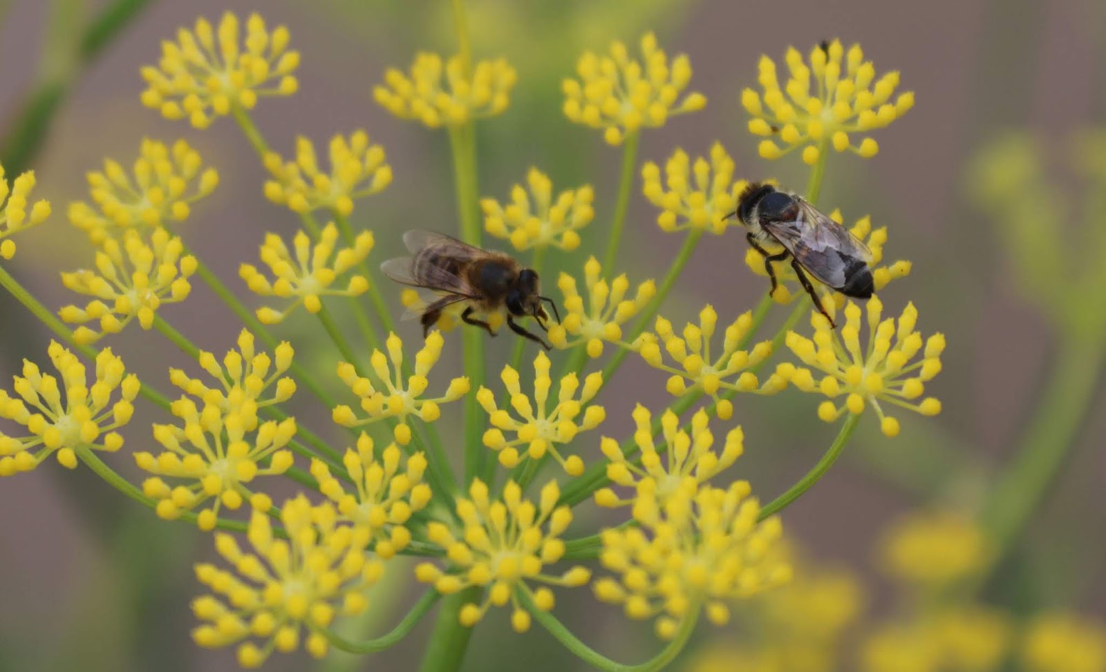 Towerwater Aan De Breede: Being bee wise