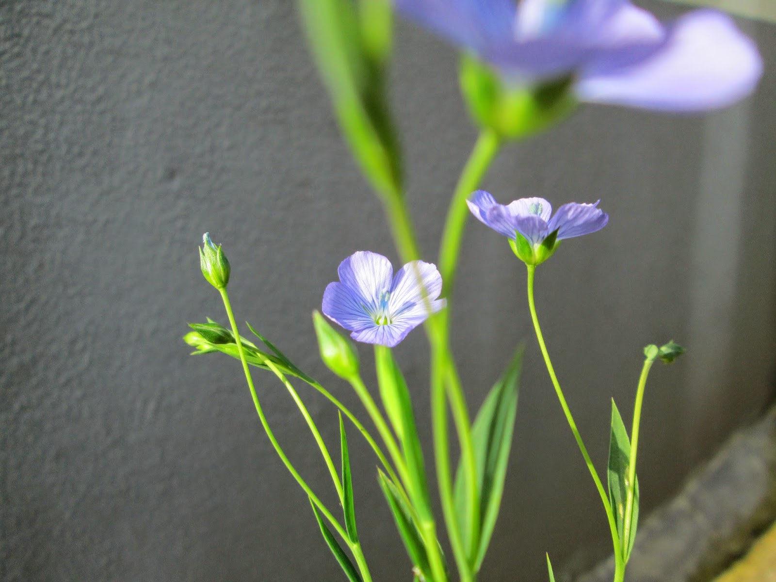 Oficina de Tecelagem - Santana - Região Autónoma da Madeira: Linho em flor