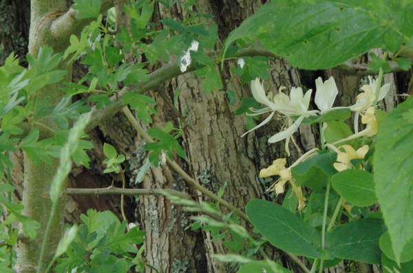 Karins foto och funderingar: Rotskott med överraskning