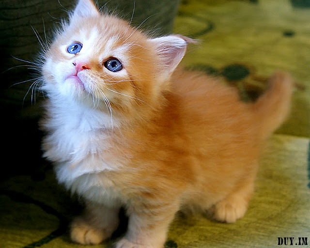 ABDULMUIN: Kucing yang Cute (34 gambar)