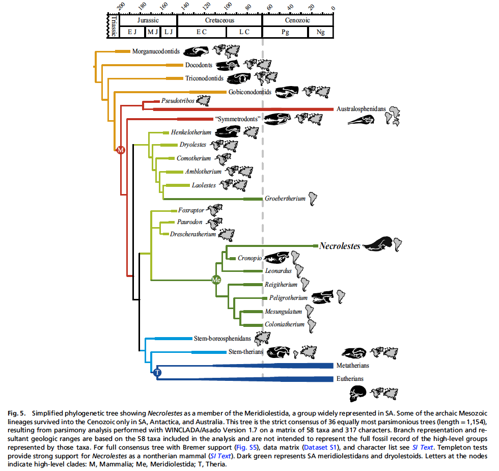 The Dragon's Tales: Necrolestes: A Nontherian mammal from the Miocene