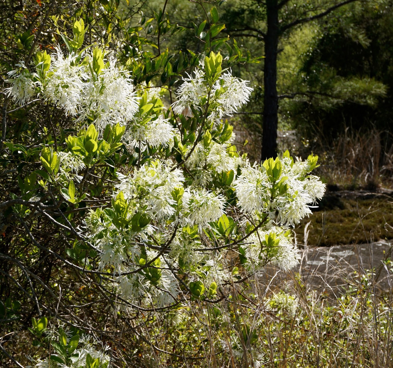 Butterstone : Heggie's Rock