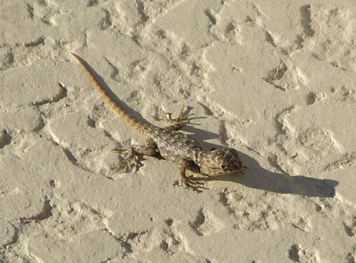 In the Sonoran Sun: Back Yard Tales