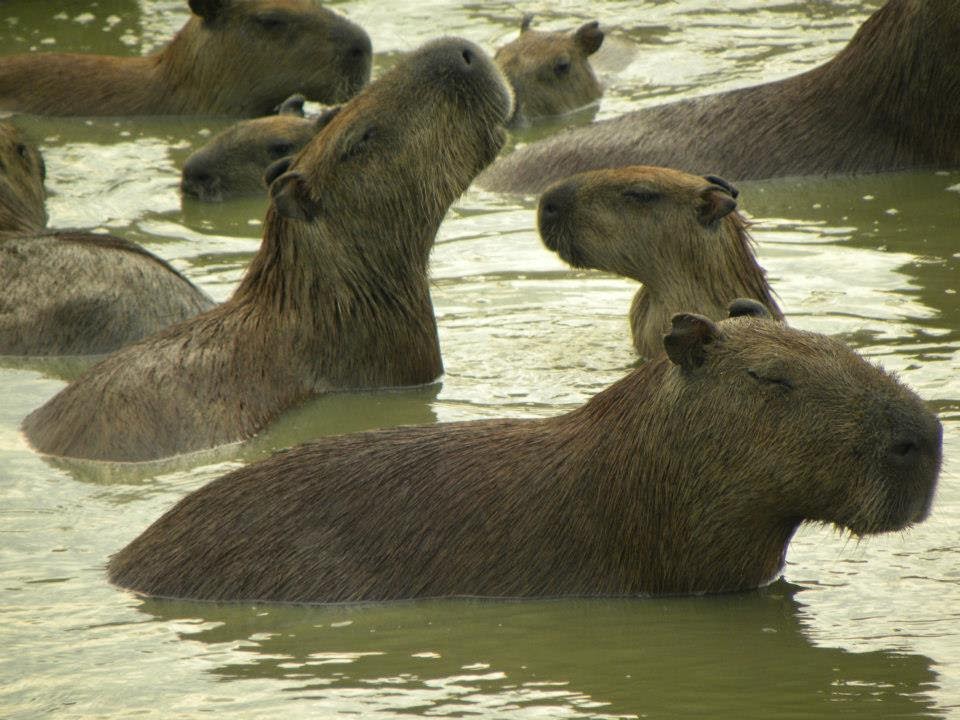 CÓMO PREPARAR UN SABROSO PISILLO DE CHIGÜIRE