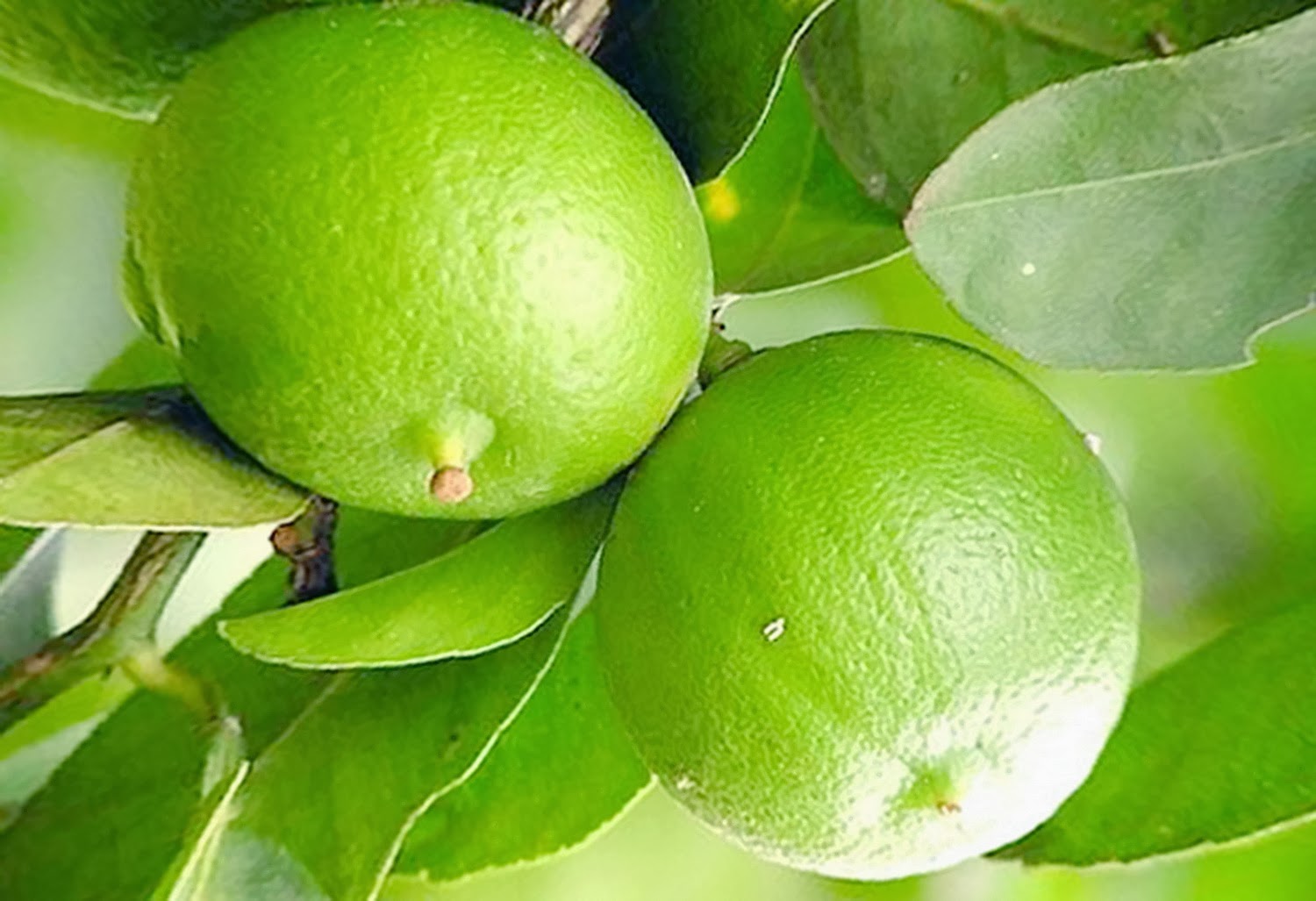 10 Manfaat Jeruk Nipis dalam Menjaga Kesehatan Anda ~ One web id