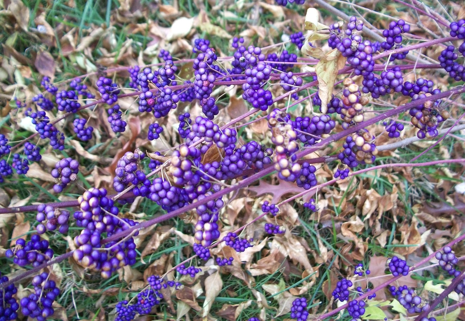 Julie B Booth: Searching for Roy G Biv Challenge: VIOLET