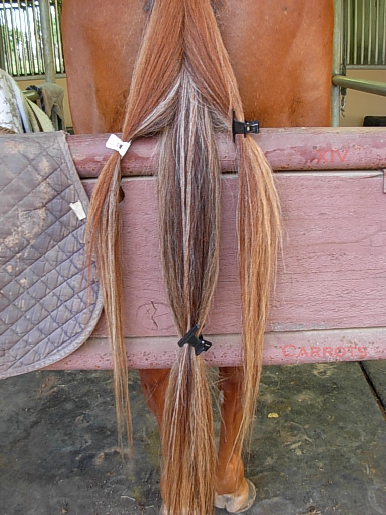 Fourteen Carrots: Hot Oil Treatment for the Equine Tail