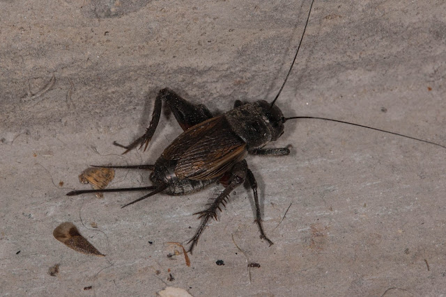 Champlain Islands' Nature: Field Cricket