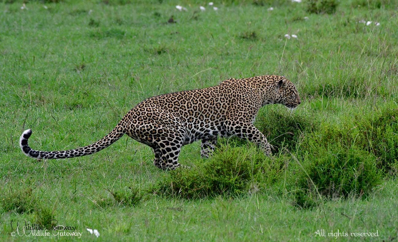 WILDLIFE GATEWAY: La petite chasse d'un léopard!