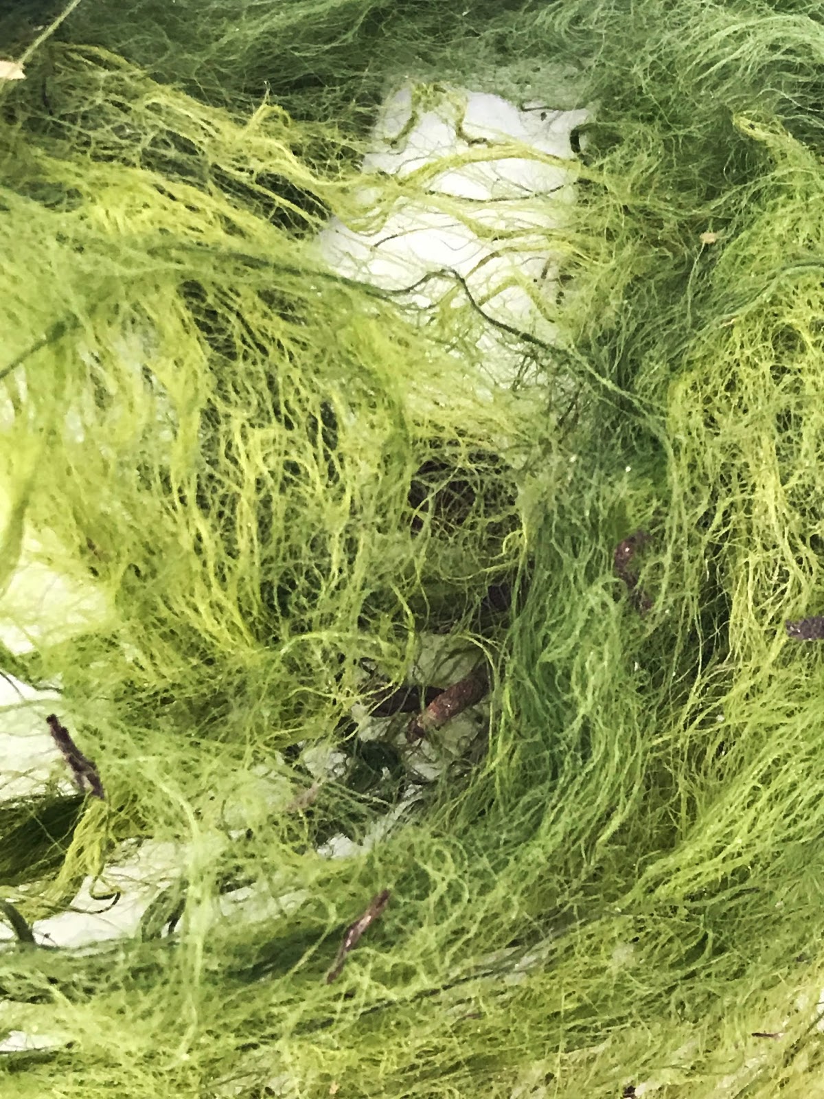 DEBORAH WEIR ••• FiberFly Textile Art: Pond Algae!!