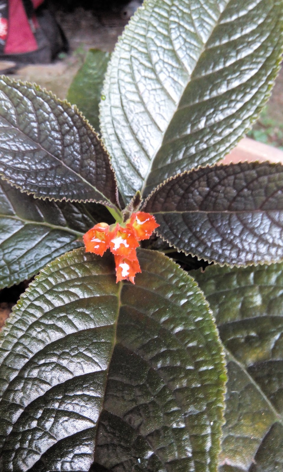 Belajar-Bertanam-tanaman: Daun Bunga Baldu