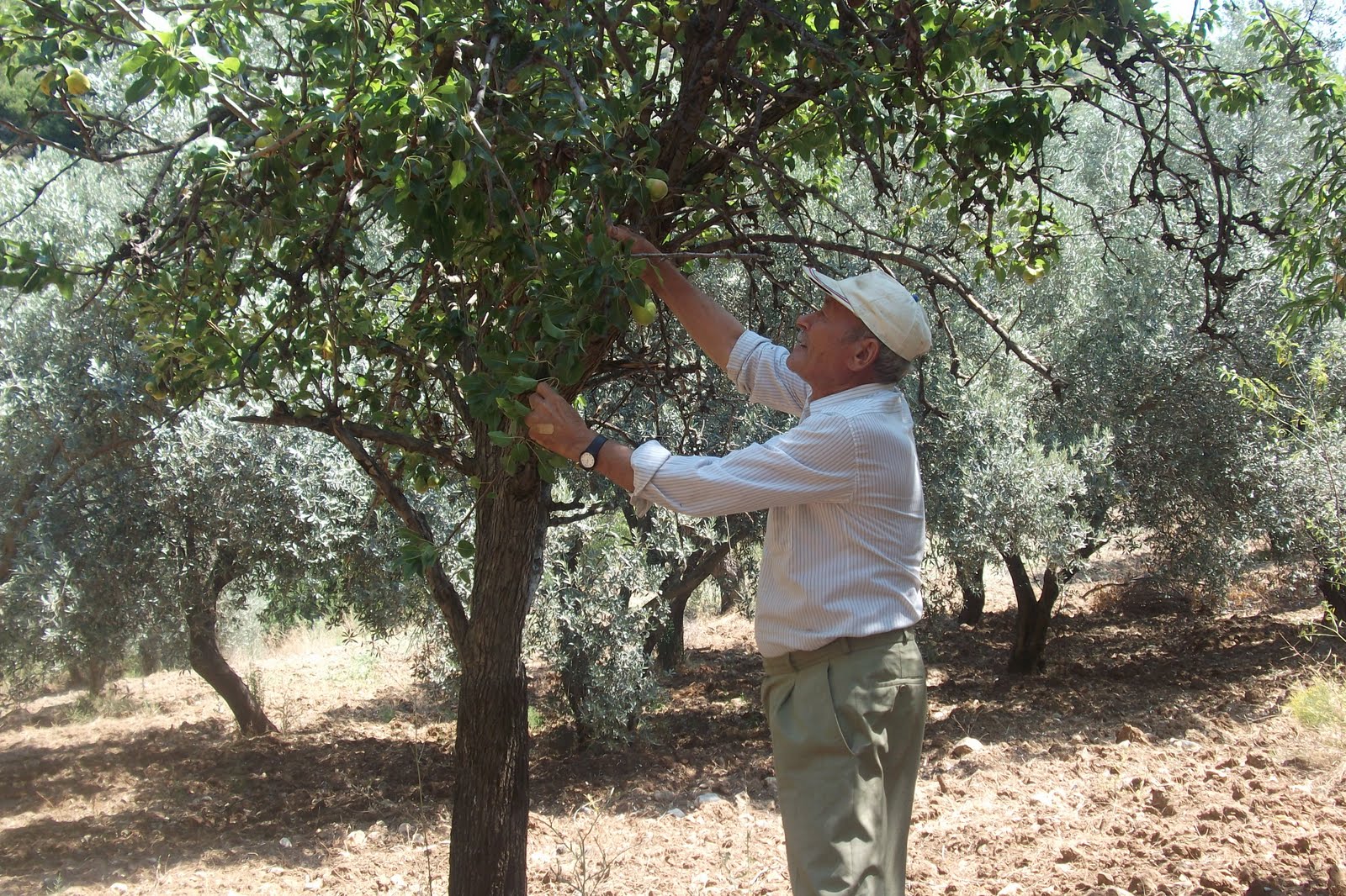 KAVAKTAN TABUT: Mehmet PULLU (MEMETÇE)
