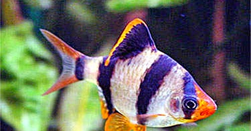 Jenis Jenis Ikan Hias Sumatra